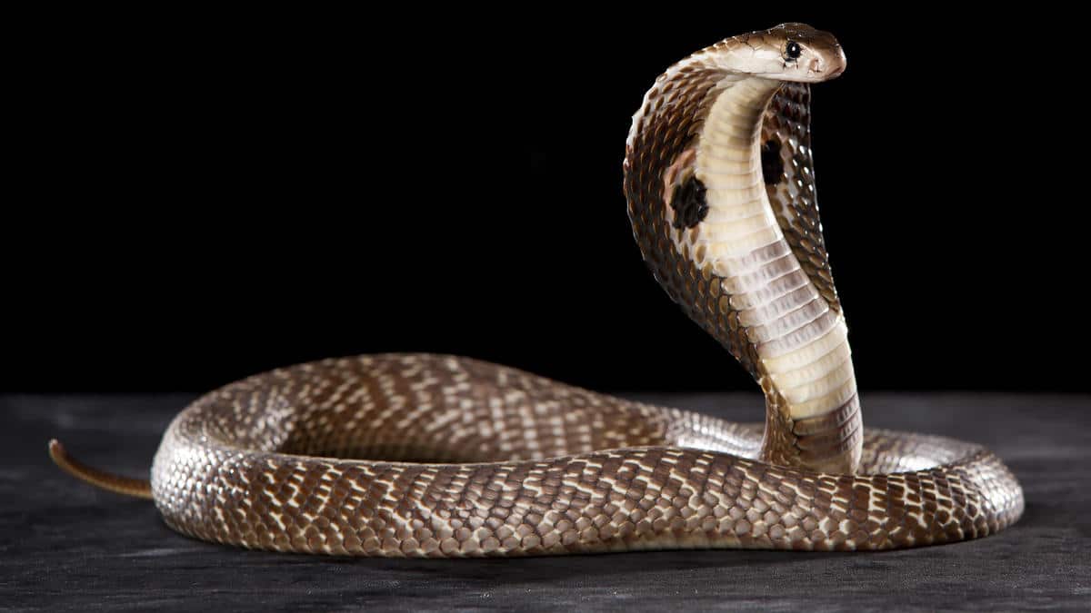 ANIMALES DE PODER ¿DESCUBRE CUÁL ERES?